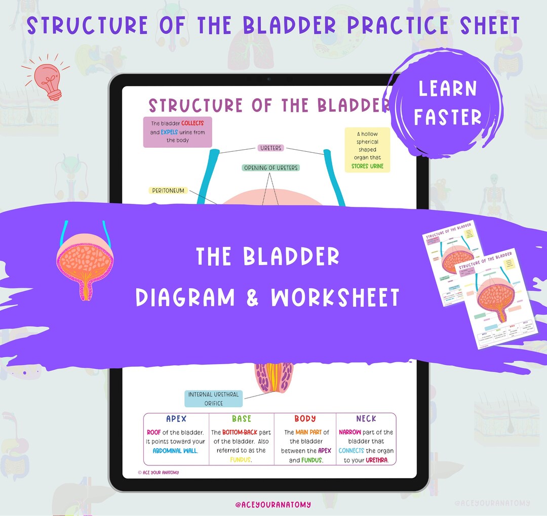 The Bladder Anatomy Diagram & Worksheet Anatomy Notes Anatomy Study ...