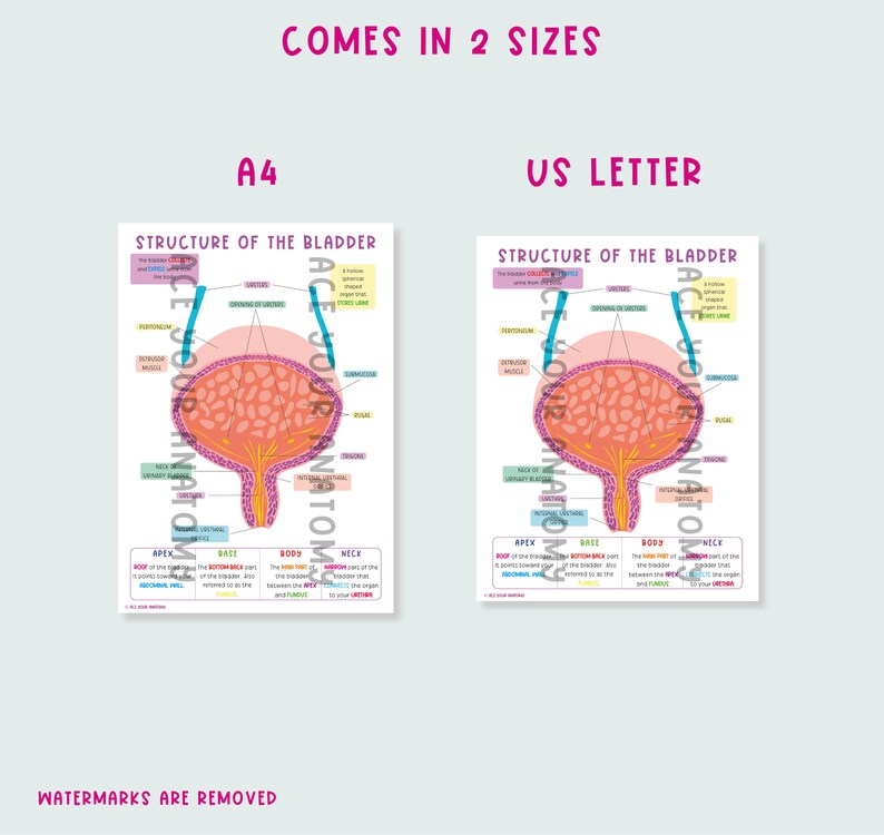 The Bladder Anatomy Diagram & Worksheet Anatomy Notes Anatomy Study ...