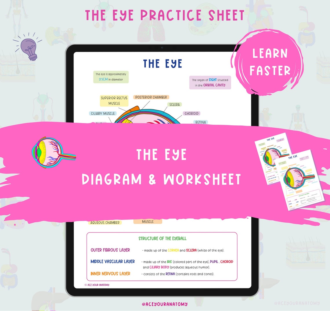 Structure of the Eye | Anatomy Diagram & Worksheet | Anatomy Notes ...