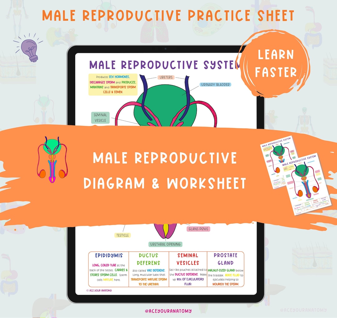 Male Reproductive System Study Notes Diagram & Worksheet Nursing Notes ...