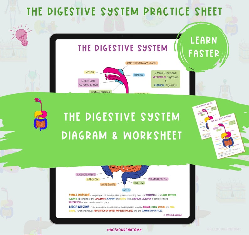 Digestive System Anatomy Diagram & Worksheet (PDF) - Etsy