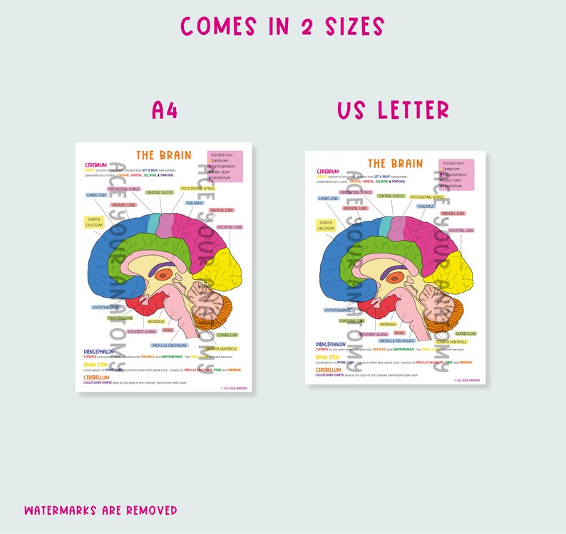 The Brain Study Diagram & Worksheet | Anatomy Notes | Nursing Notes ...