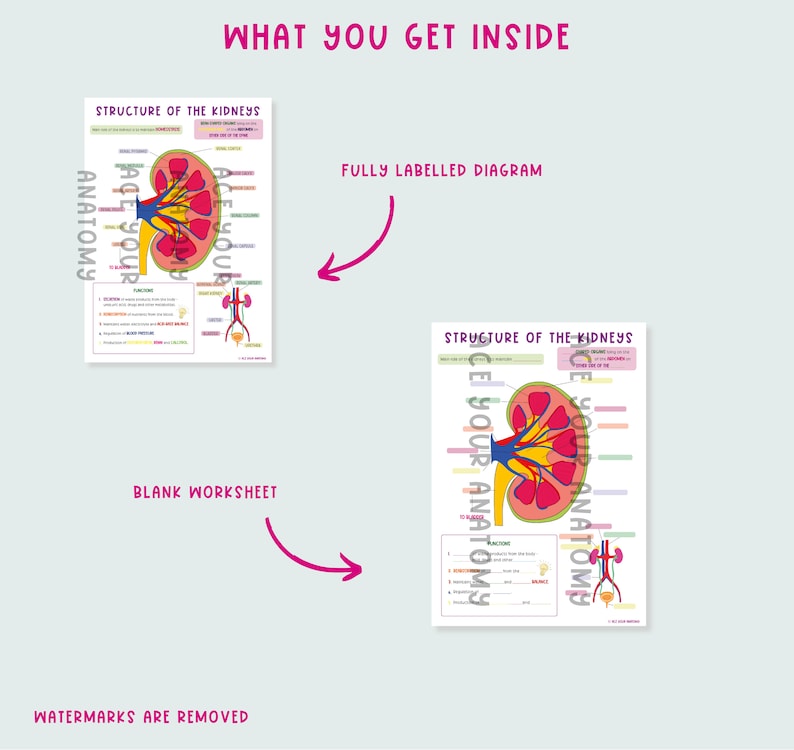 Kidney Anatomy Diagram & Worksheet | Study Guide (PDF) - Etsy