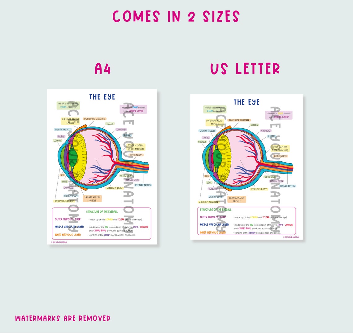 Structure of the Eye | Anatomy Diagram & Worksheet | Anatomy Notes ...