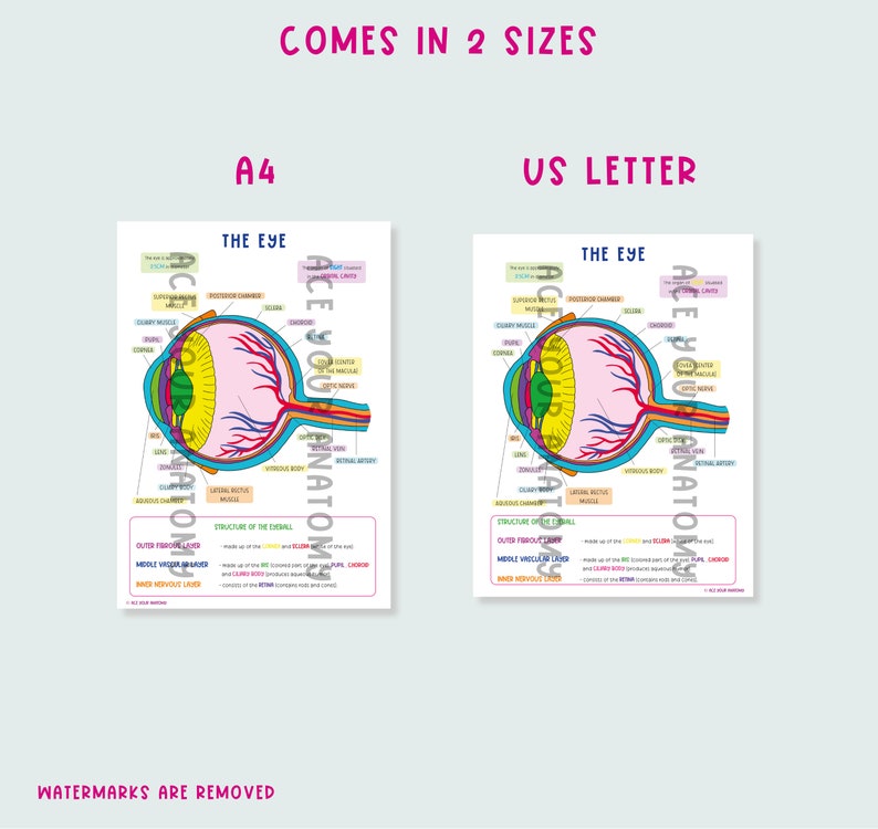 Structure of the Eye | Anatomy Diagram & Worksheet | Anatomy Notes ...