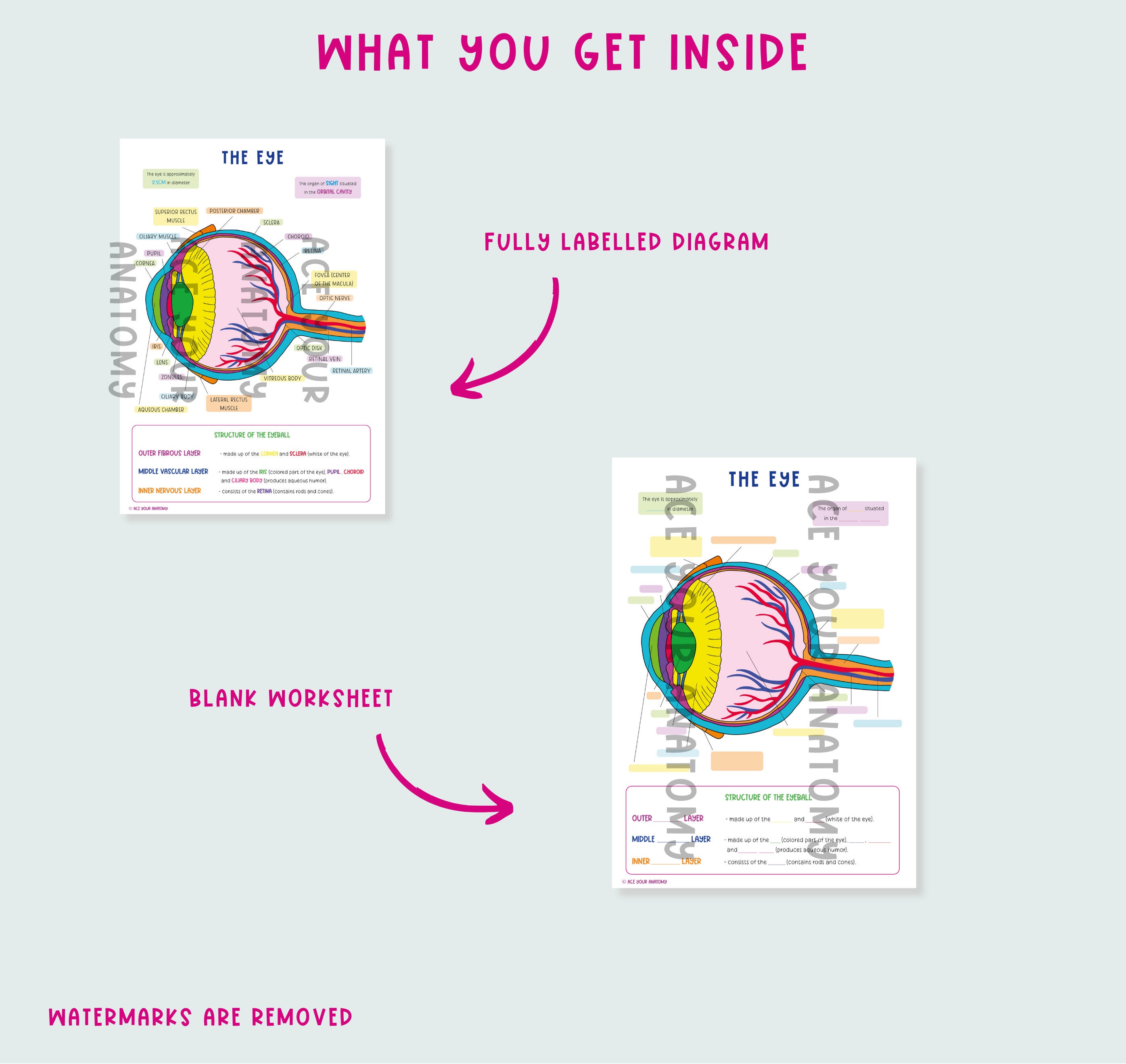 Structure of the Eye | Anatomy Diagram & Worksheet | Anatomy Notes ...