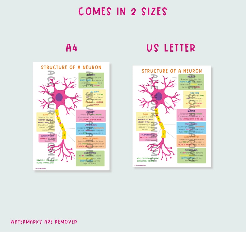 Structure of a Neuron Nervous System Notes Anatomy Study Sheet Anatomy ...