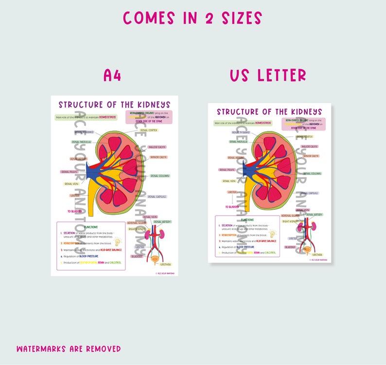 Structure of the Kidneys Anatomy Notes Anatomy & Physiology Diagrams ...