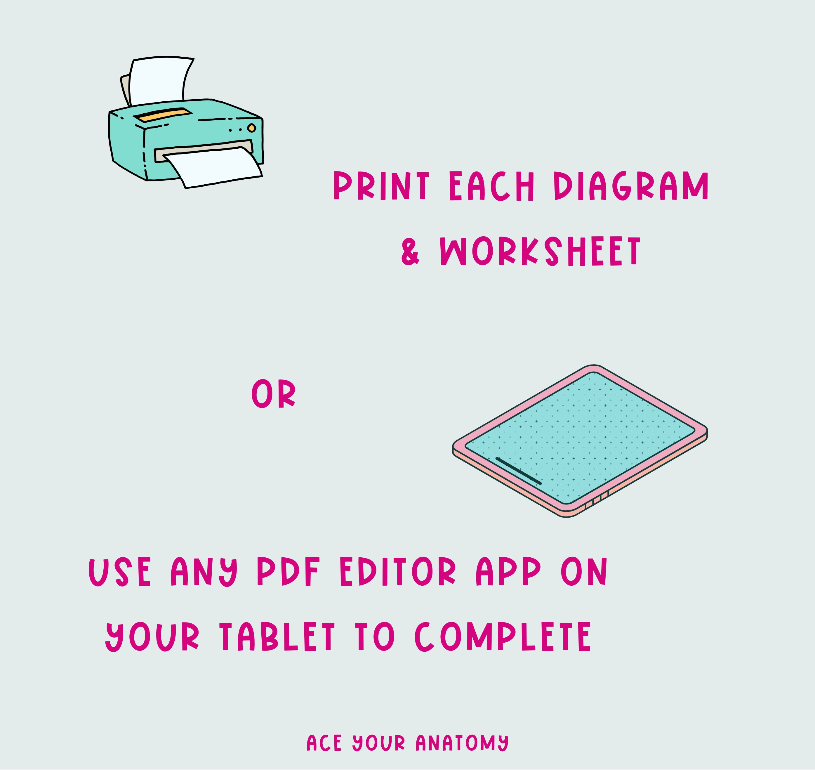 Anatomy Diagram & Practice Worksheet Bundle | Anatomy Study Bundle ...