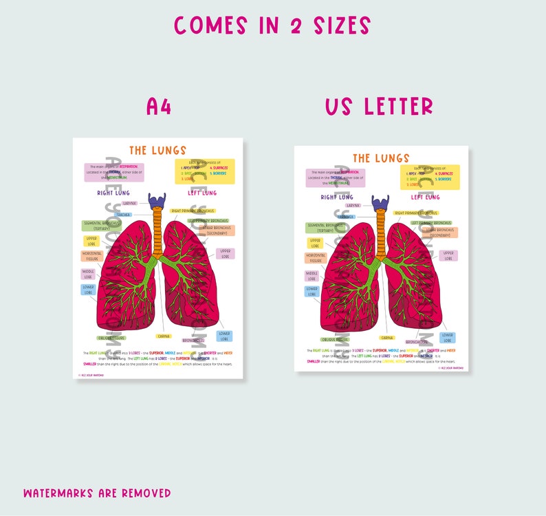 Lungs Anatomy Diagram & Worksheet | Respiratory System (PDF) - Etsy