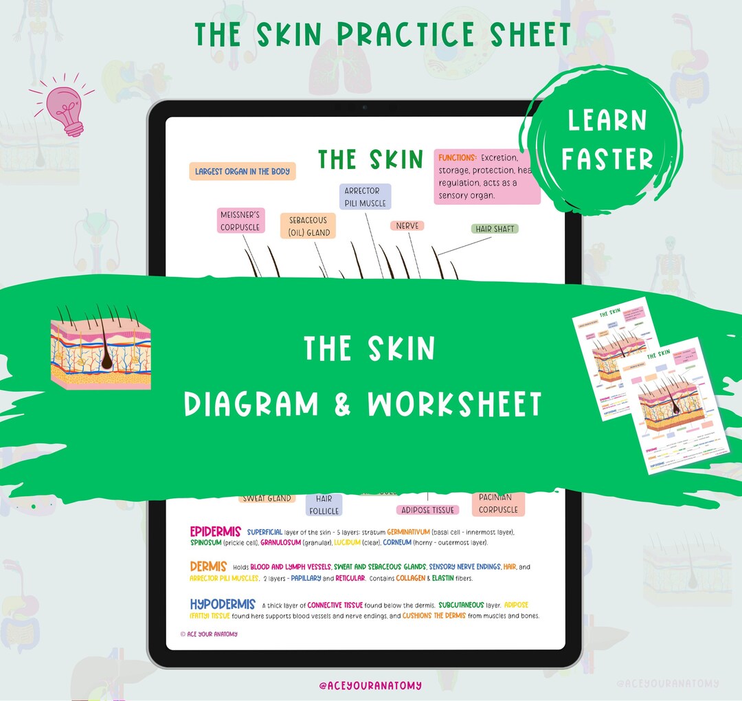 The Skin Anatomy Diagram & Worksheet Anatomy Notes Nursing Notes ...
