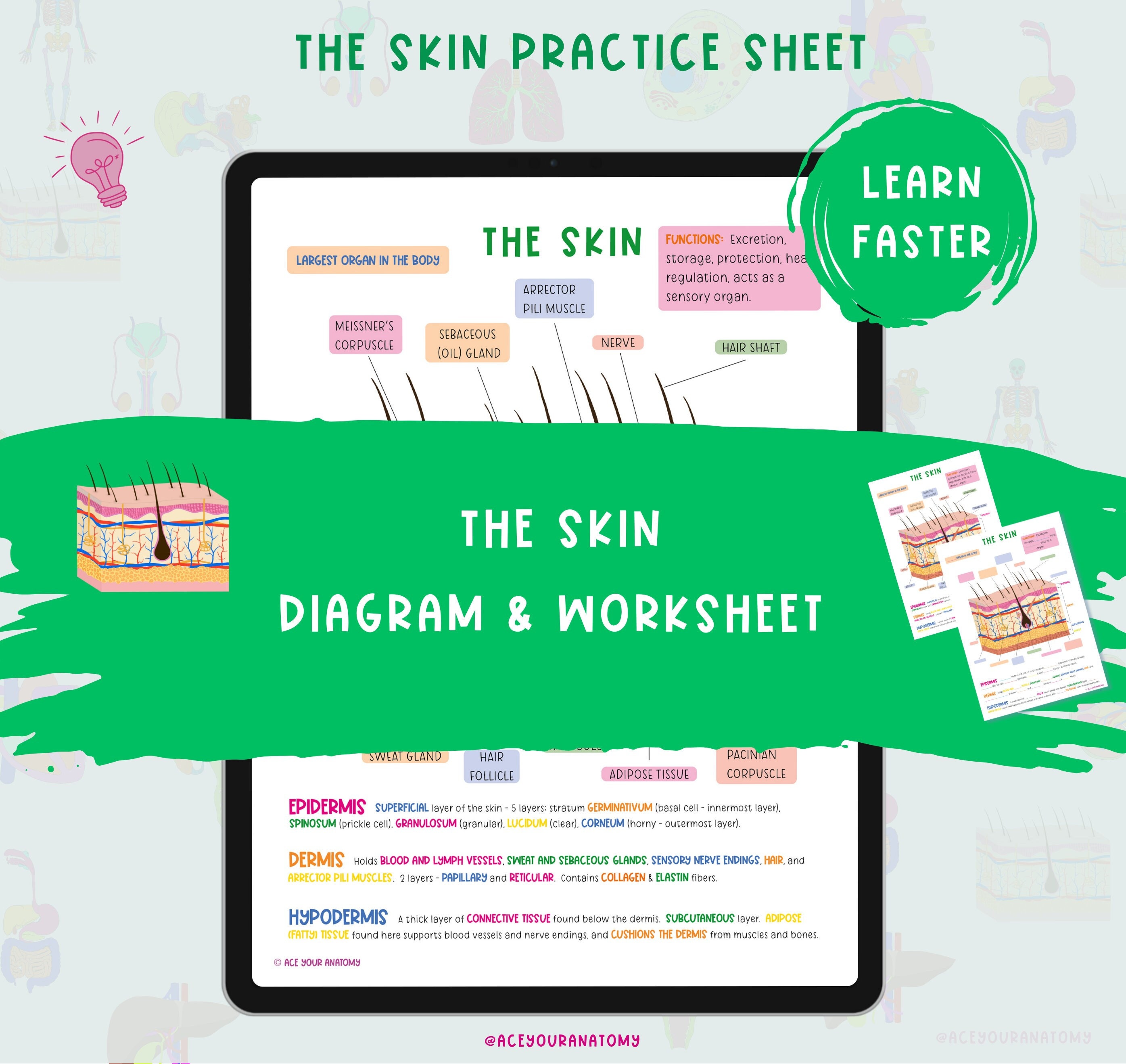 The Skin Anatomy Diagram & Worksheet Anatomy Notes Nursing Notes ...