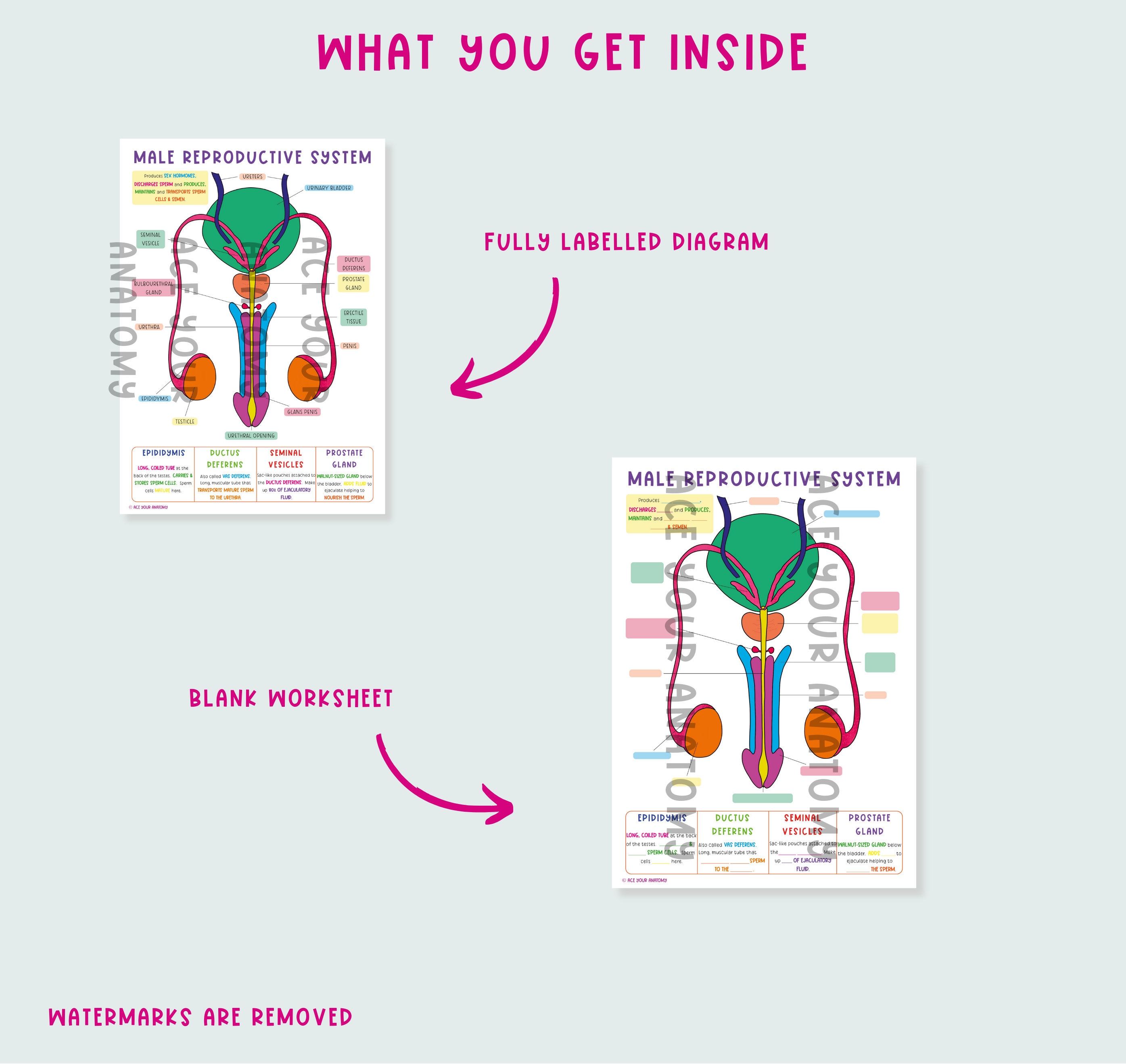 Male Reproductive System Study Notes Diagram & Worksheet Nursing Notes ...