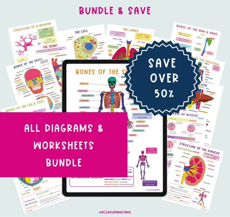 Female Reproductive System Diagram & Worksheet | Anatomy Notes (PDF ...