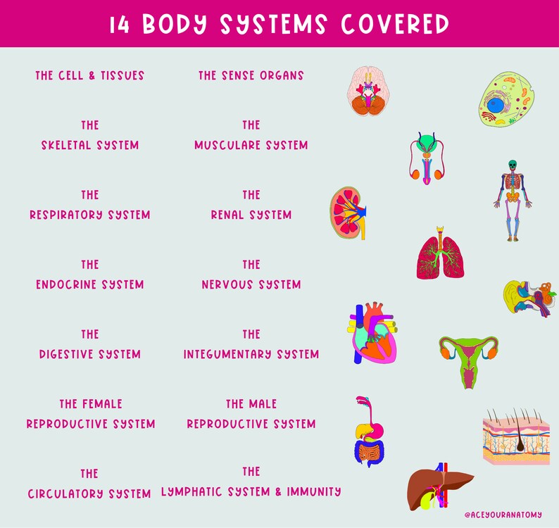 Anatomy and Physiology Study Guide | Human Anatomy | 6,000+ Test ...