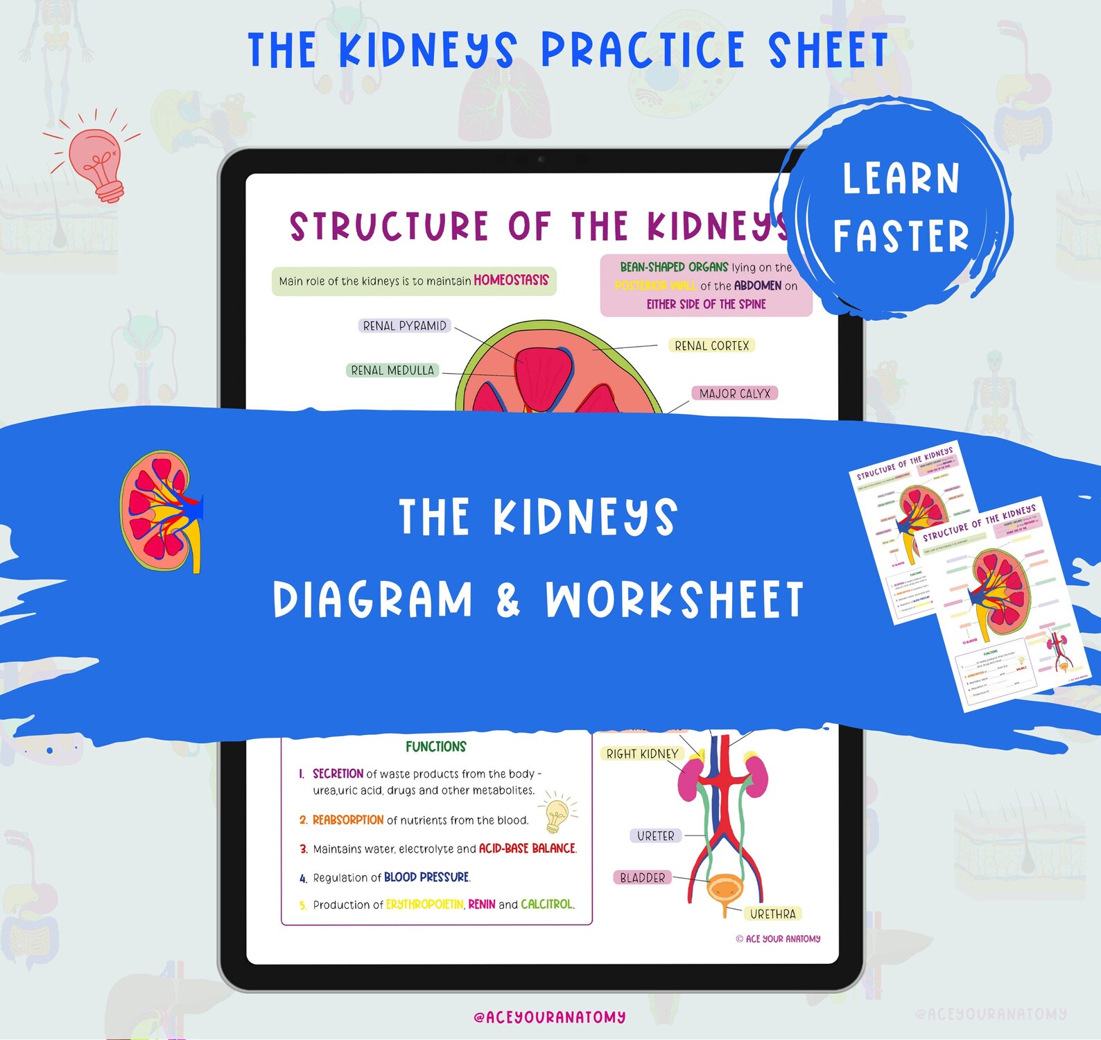 Kidney Anatomy Diagram & Worksheet | Study Guide (PDF) - Etsy