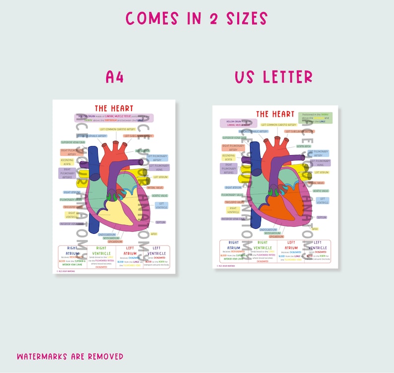 Heart Anatomy Diagram & Worksheet | Medical Nursing Notes (PDF) - Etsy