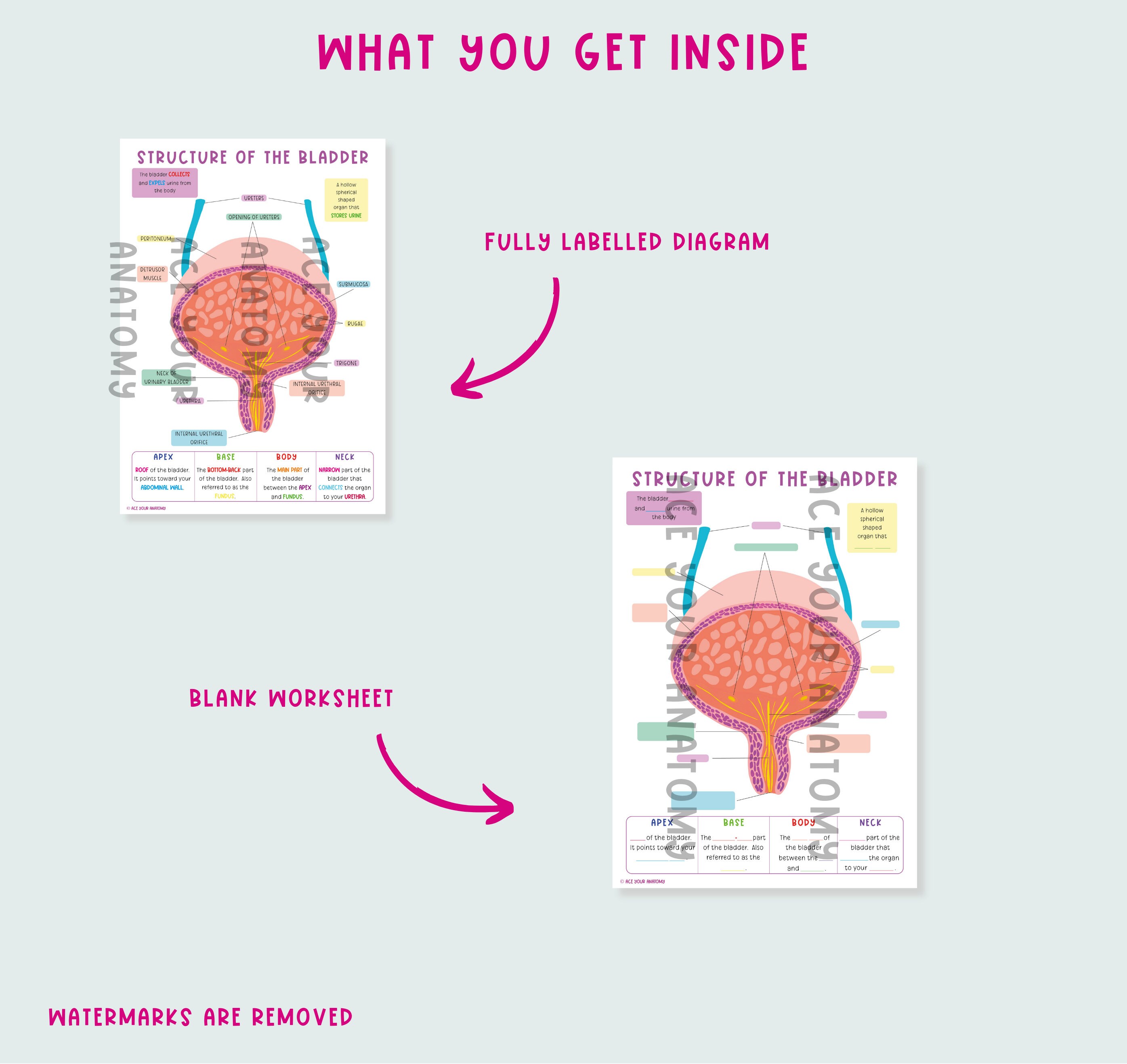 The Bladder Anatomy Diagram & Worksheet Anatomy Notes Anatomy Study ...