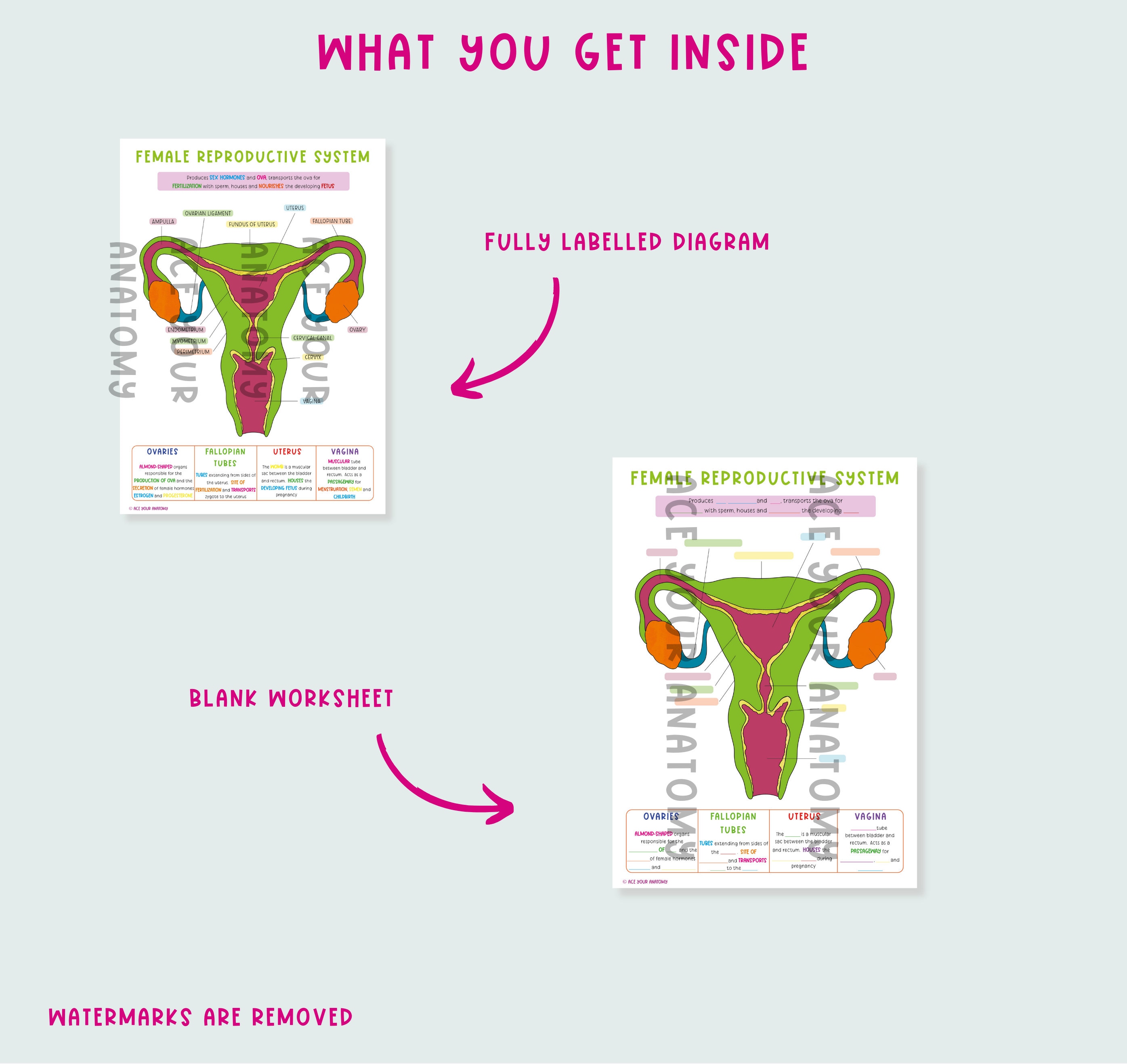 Female Reproductive System Anatomy Notes Diagram & Worksheet Nursing ...