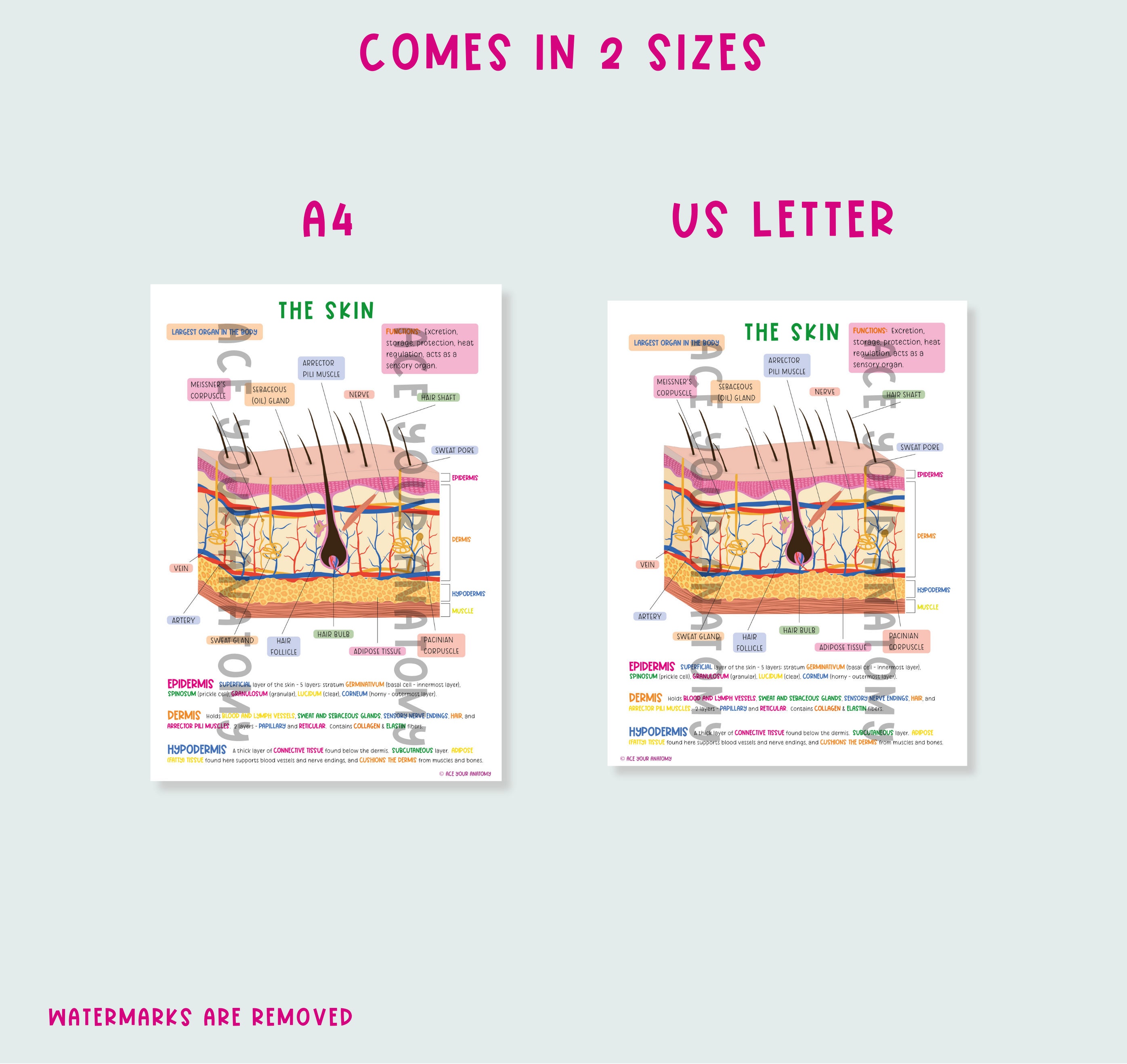 The Skin Anatomy Diagram & Worksheet Anatomy Notes Nursing Notes ...