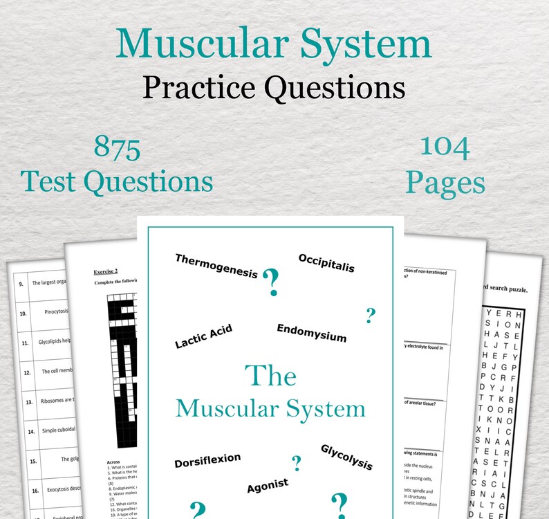 muscular-system-practice-questions-anatomy-and-physiology-etsy