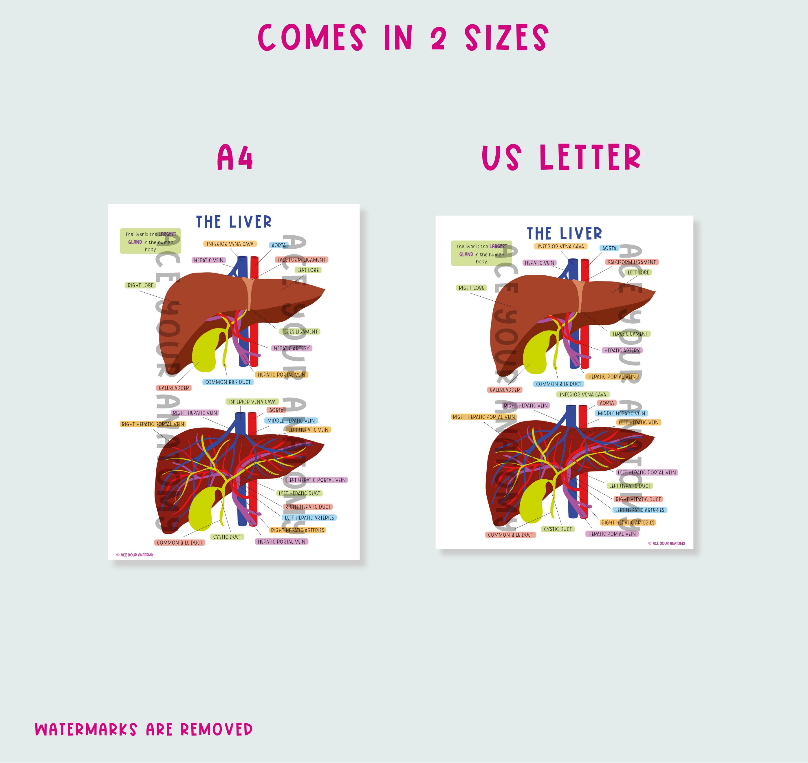 Structure of the Liver | Anatomy Diagram & Worksheet | Anatomy Notes ...
