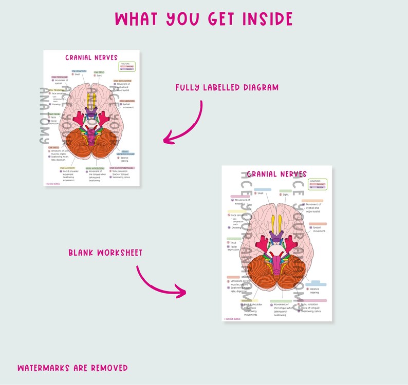 Cranial Nerves Diagram & Worksheets Anatomy Notes the Nervous System ...