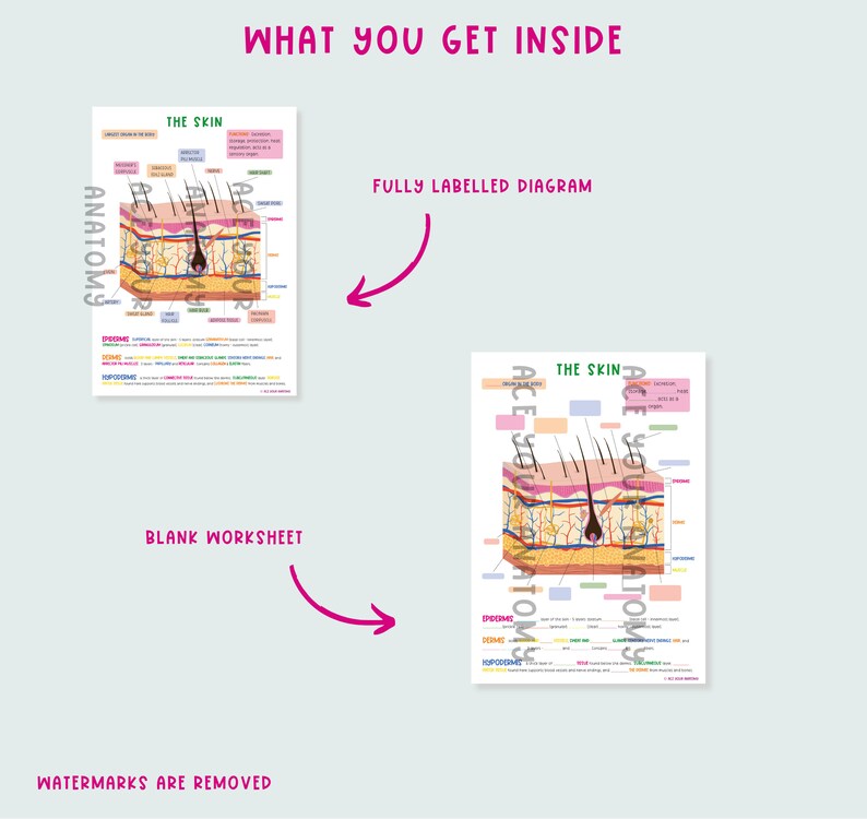 The Skin Anatomy Diagram & Worksheet | Anatomy Notes | Nursing Notes ...