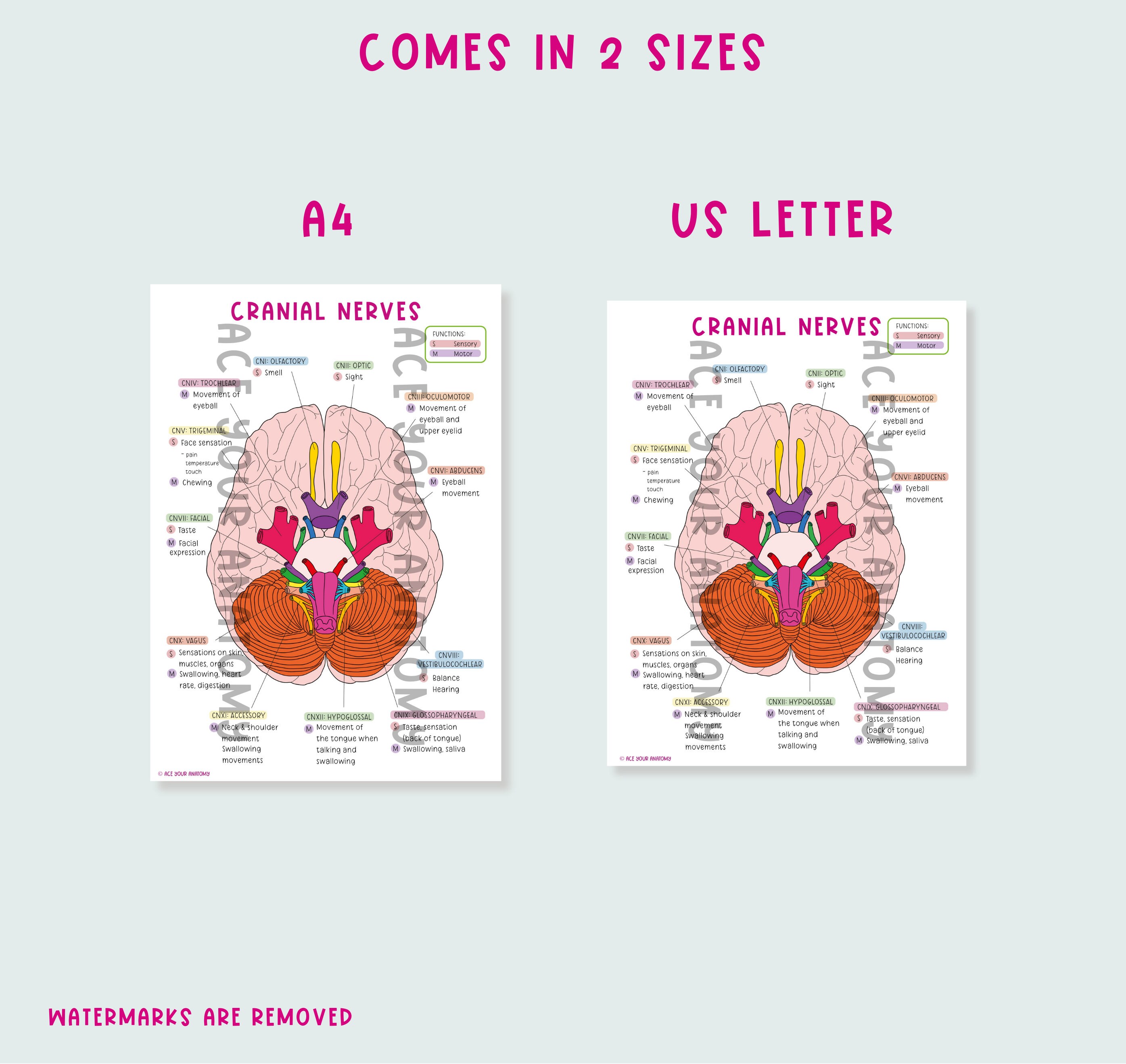 Cranial Nerves Diagram & Worksheets Anatomy Notes the Nervous System ...