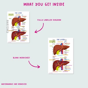 Structure of the Liver | Anatomy Diagram & Worksheet | Anatomy Notes ...