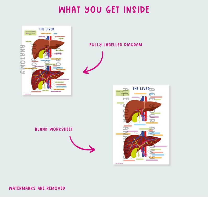 Structure of the Liver | Anatomy Diagram & Worksheet | Anatomy Notes ...