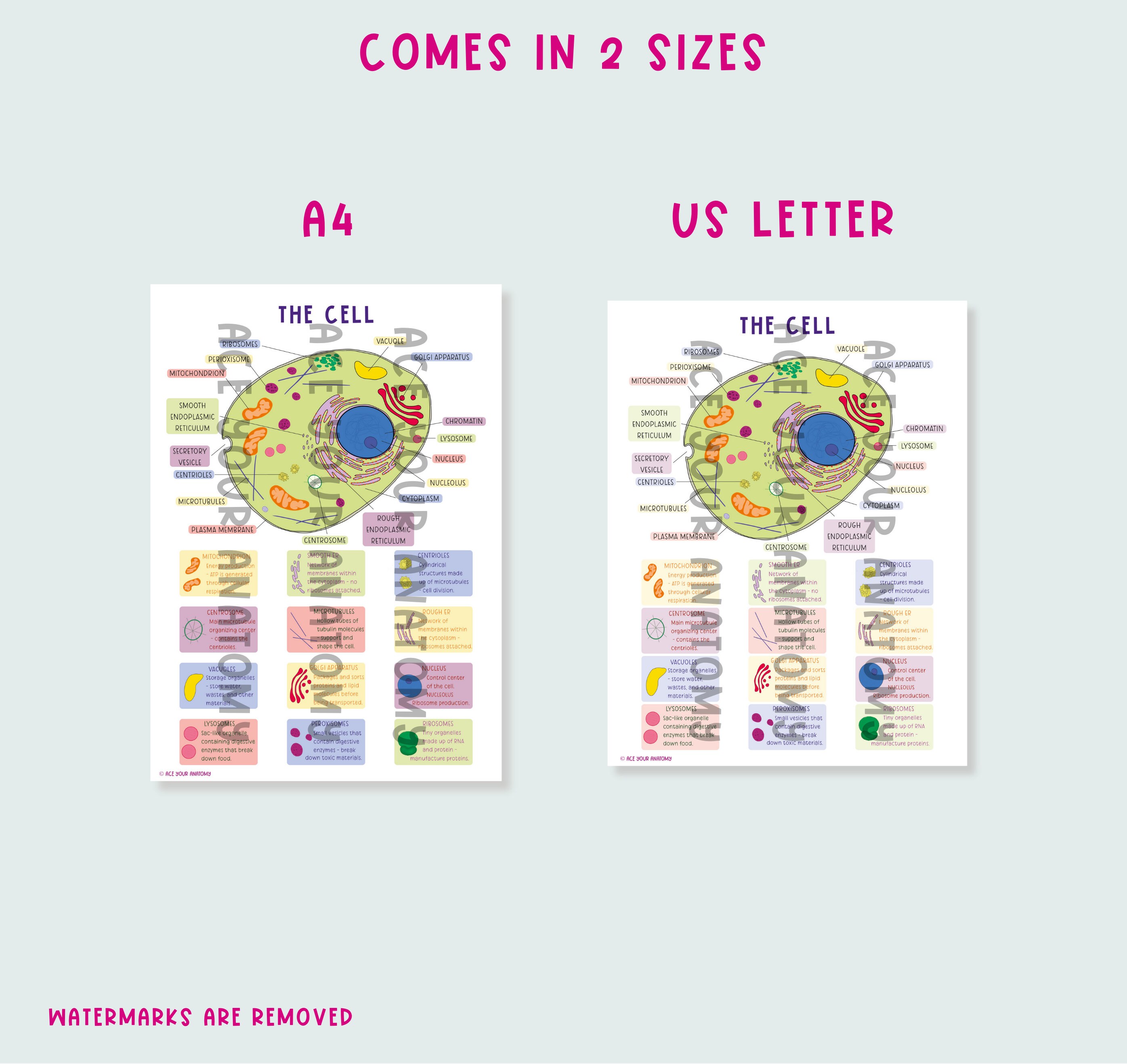 Anatomy Diagram & Practice Worksheet Bundle | Anatomy Study Bundle ...