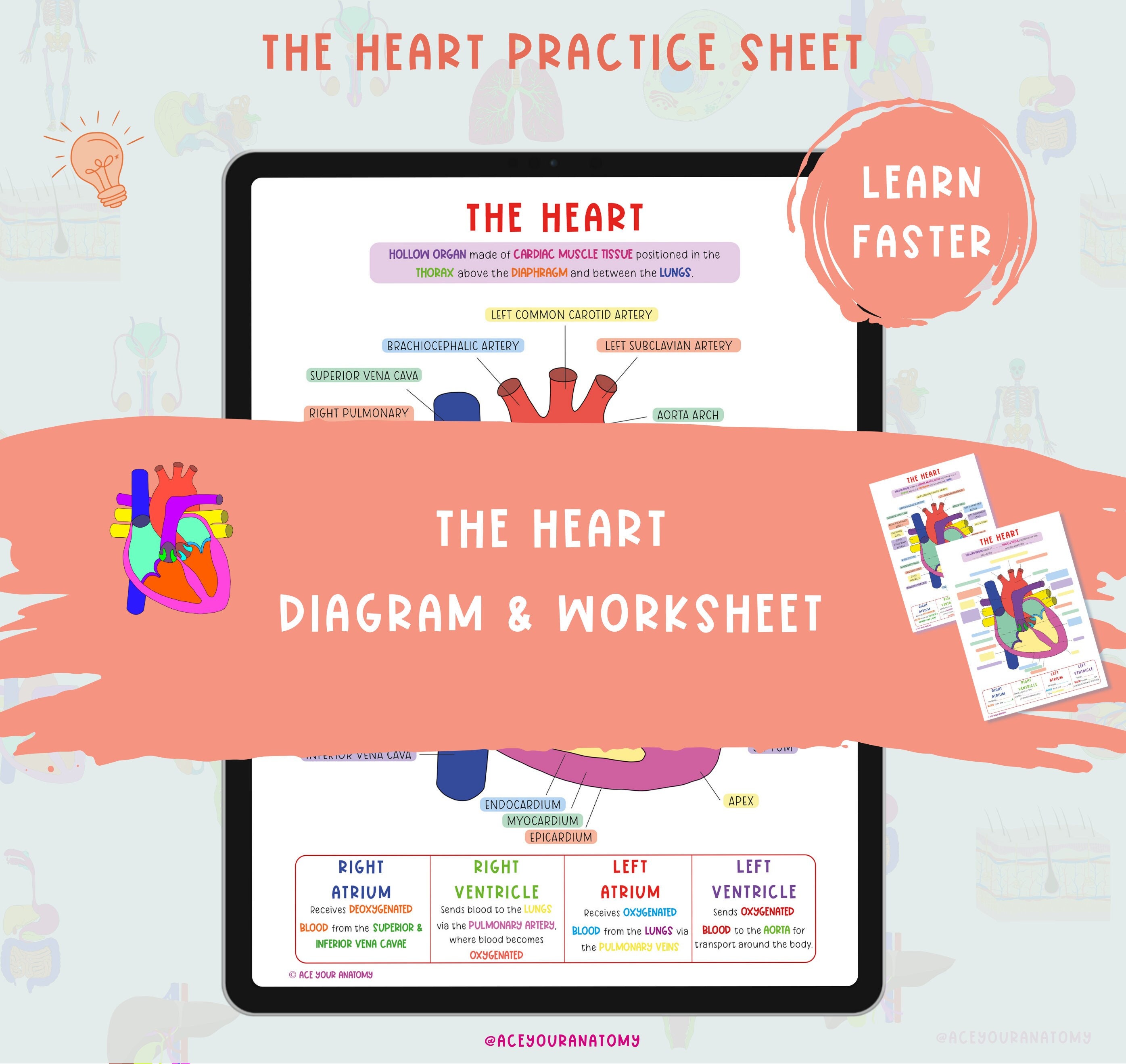 Heart Anatomy Diagram & Worksheet | Medical Nursing Notes (PDF) - Etsy