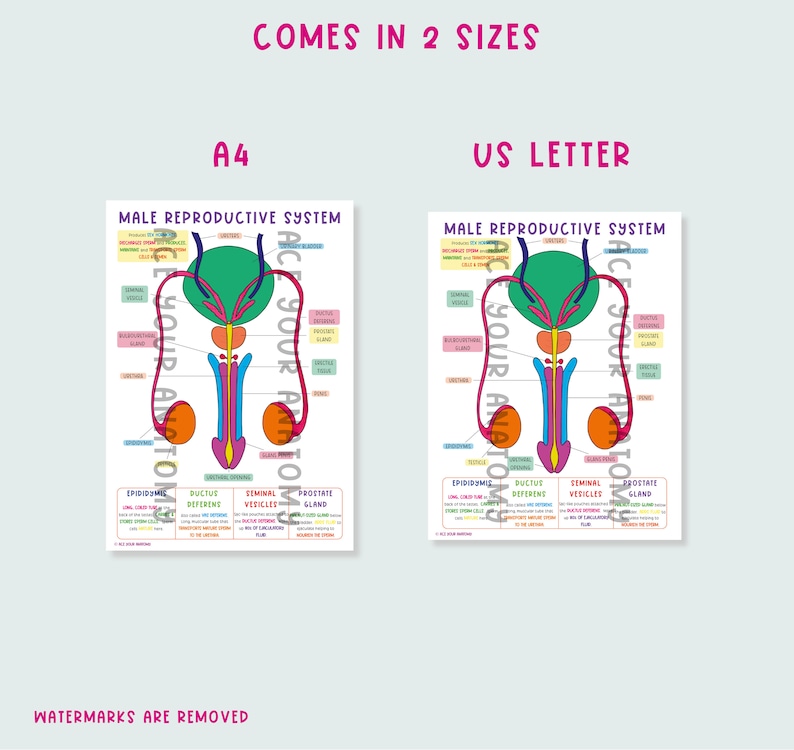 Male Reproductive System Study Notes | Diagram & Worksheet | Nursing ...