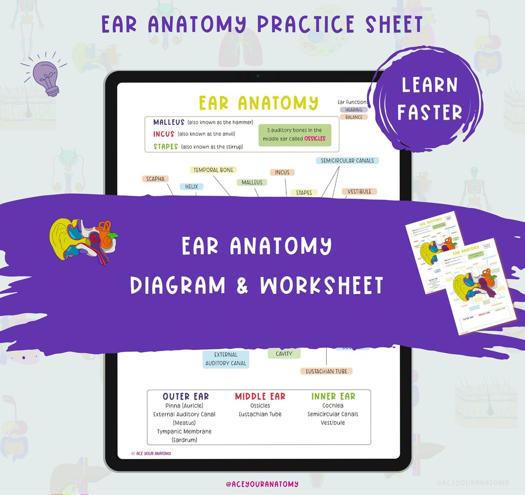 Structure of the Ear Diagram & Worksheet Anatomy Study Notes Biology ...