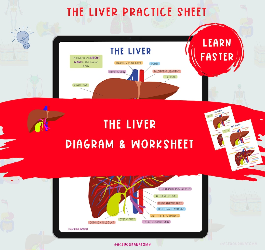 Structure of the Liver | Anatomy Diagram & Worksheet | Anatomy Notes ...