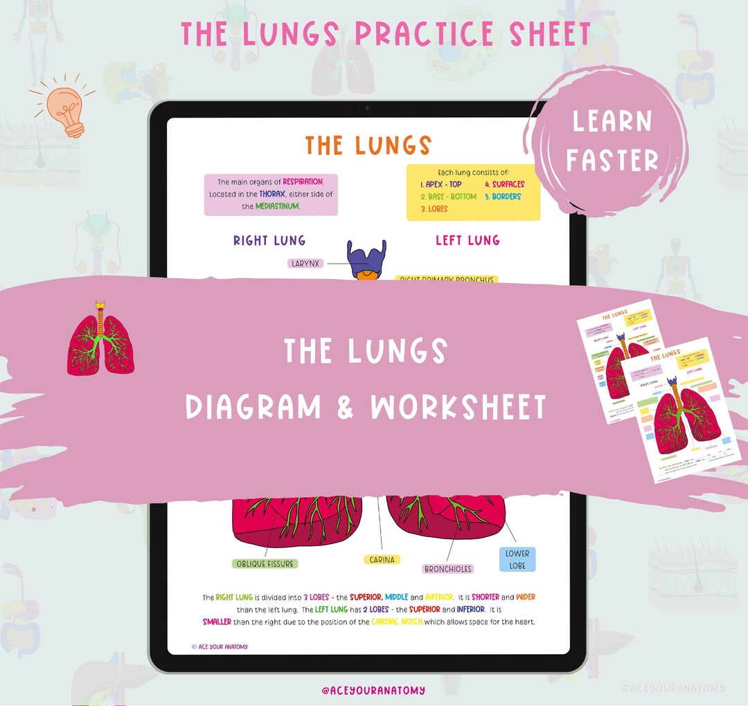 Lungs Anatomy Diagram & Worksheet | Respiratory System (PDF) - Etsy