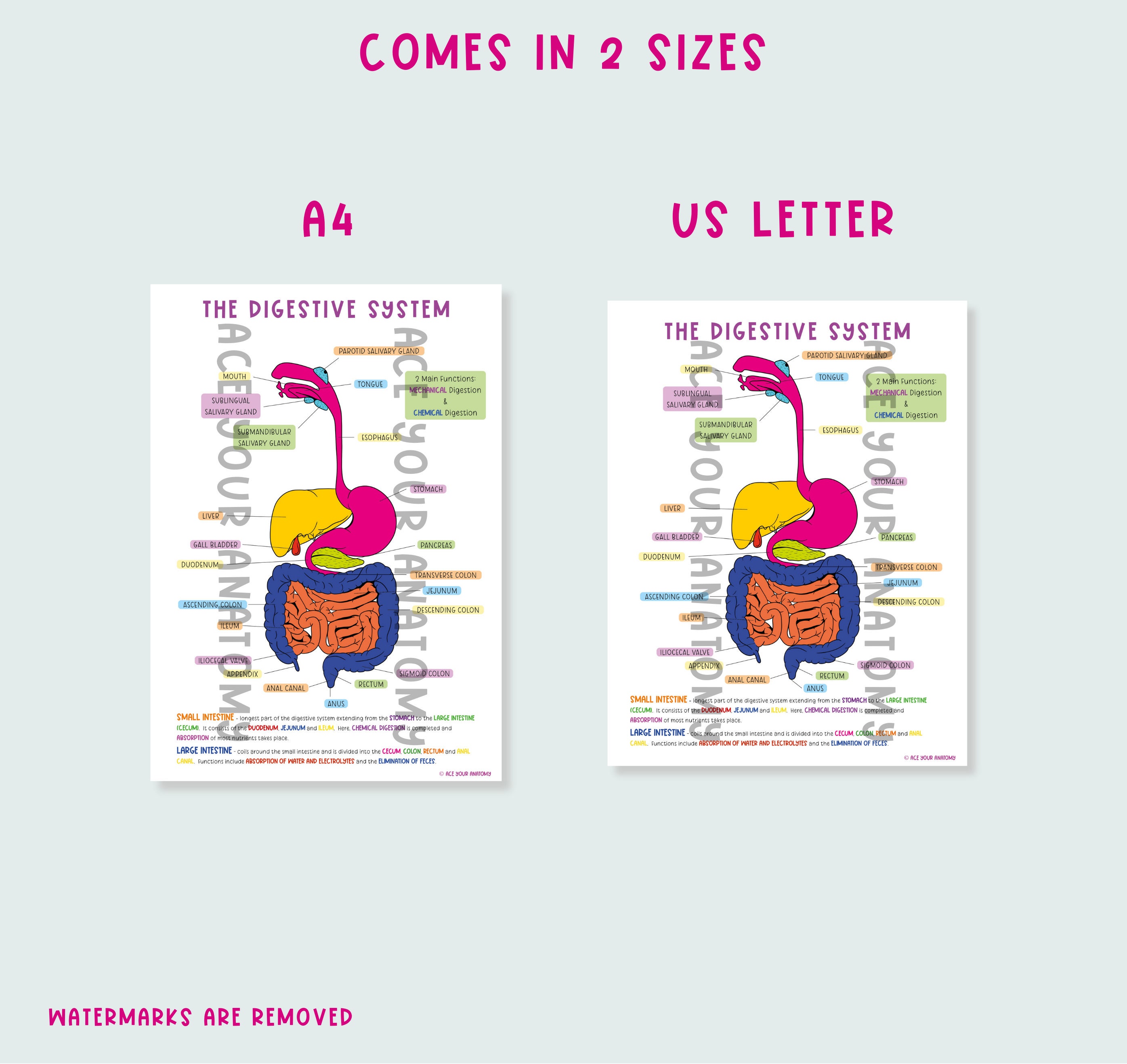 The Digestive System Study Sheet Anatomy Notes Biology Notes Anatomy ...