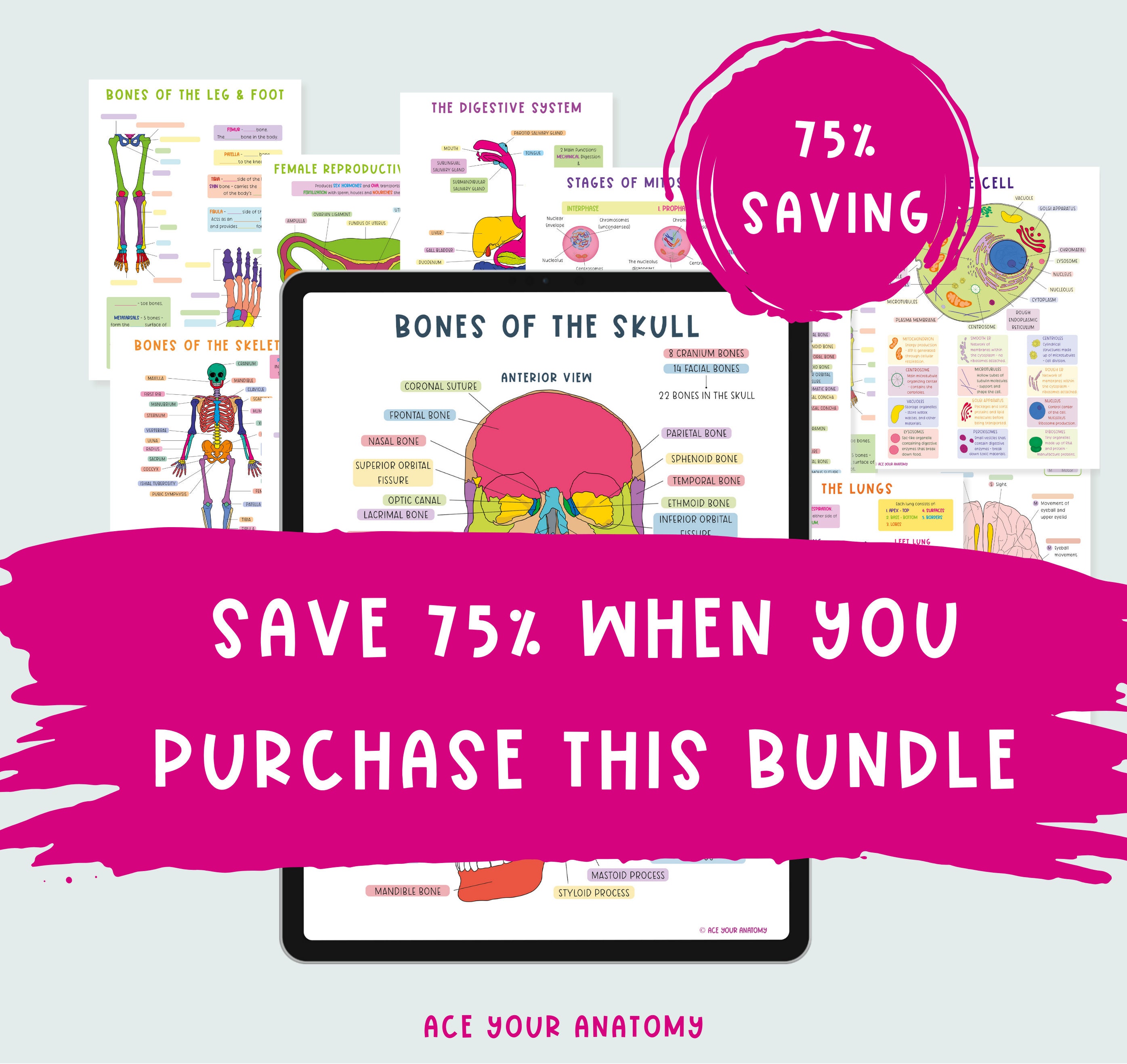 Anatomy Diagram & Practice Worksheet Bundle | Anatomy Study Bundle ...