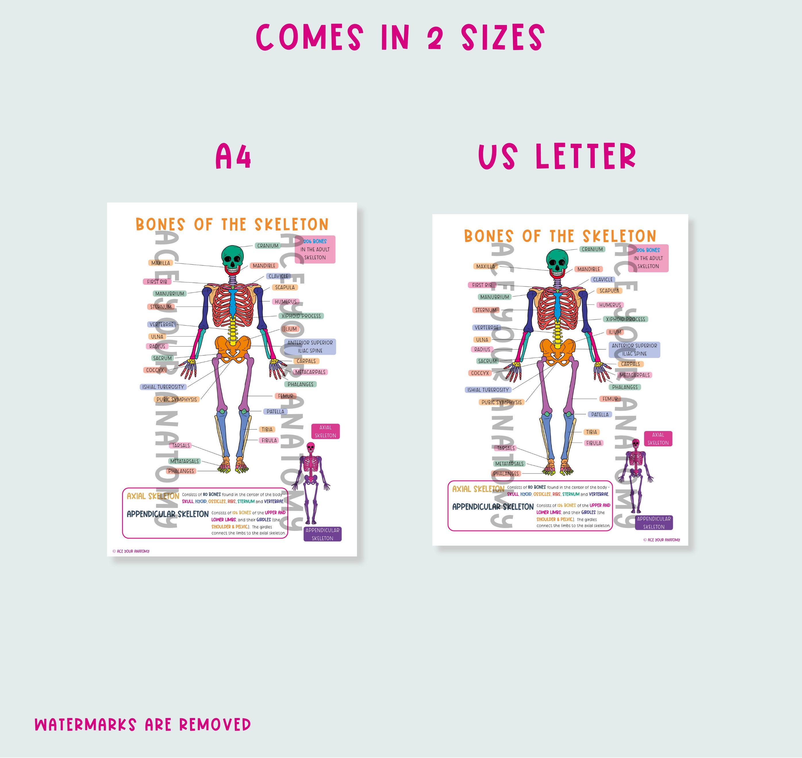 The Skeletal System Diagram & Worksheet Anatomy Notes Study Practice ...
