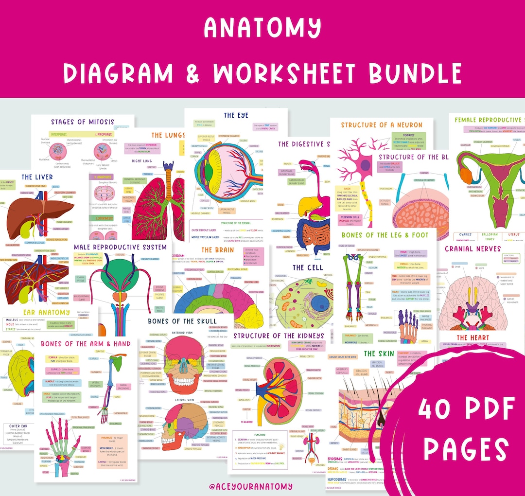 Anatomy Diagram & Practice Worksheet Bundle | Anatomy Study Bundle ...