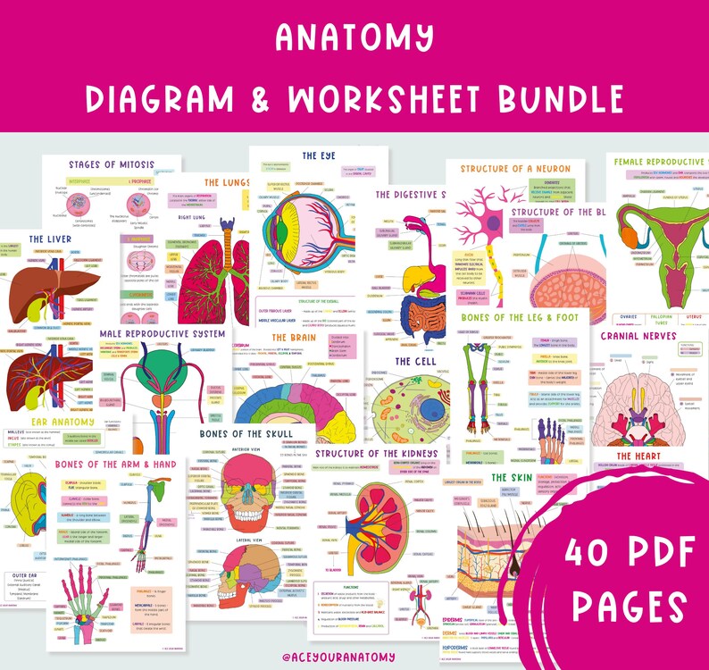 Anatomy Diagrams & Worksheets Bundle | Medical Study Guide (PDF) - Etsy