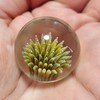 Vortex Mushroom Marble, 1 5/8 Inch, Glass Marble, Handmade Marble ...