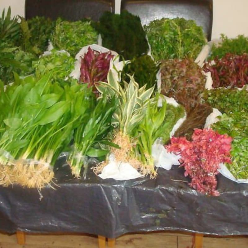 Red Fish Tank Plant - Etsy UK