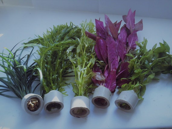 25 Bunched Ceramic Ringed Live Aquarium Aquatic Fish Tank - Etsy UK