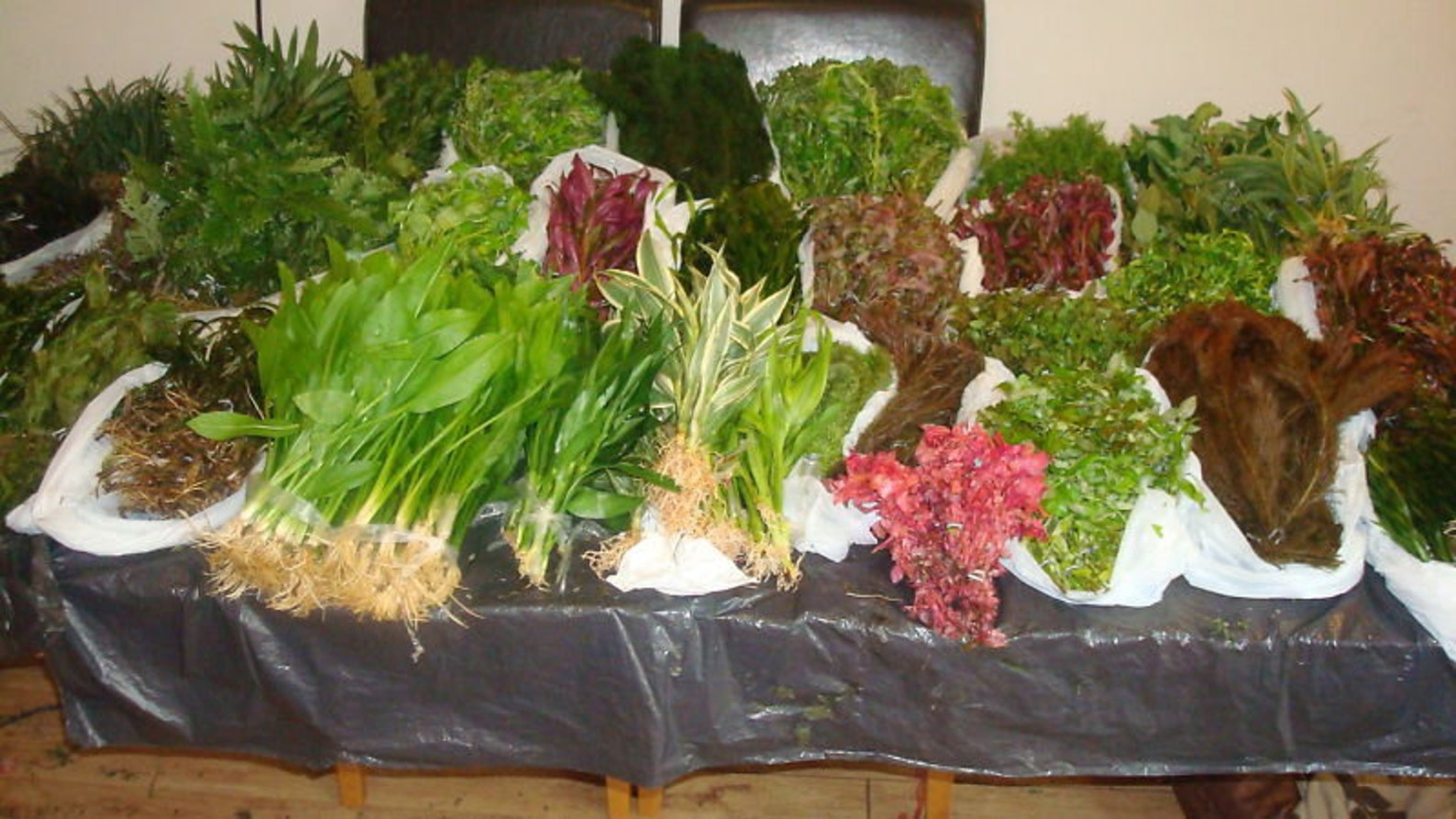 25 aquarium plants aquatic tropical fish tank live plants | Etsy