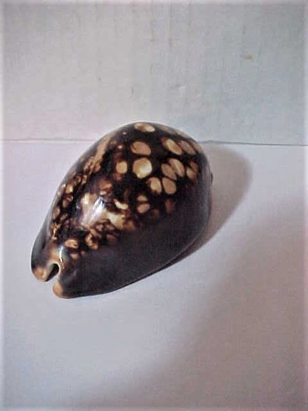 Sea Shell, Cowrie Picked up in the 1980s, Pre-owned, a Super Nice ...