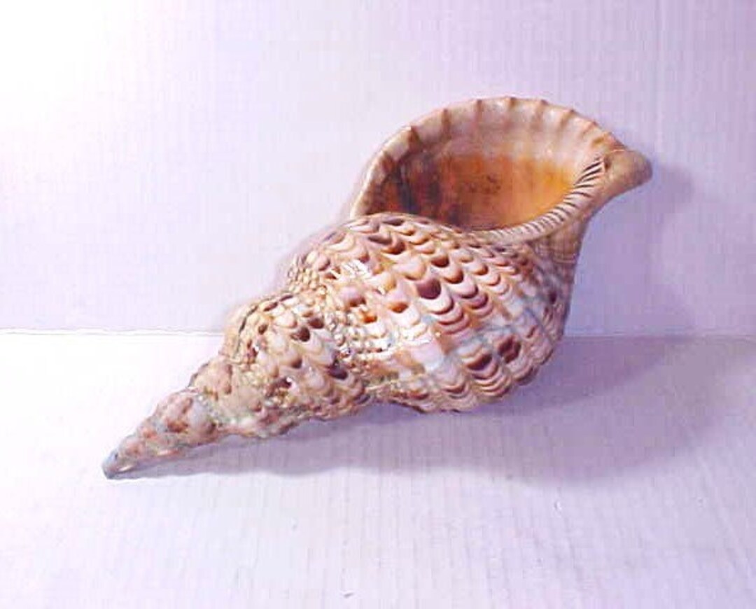 Trumpet Snail, Large Natural Seashell, Trumpet Triton Ammonite Seashell ...