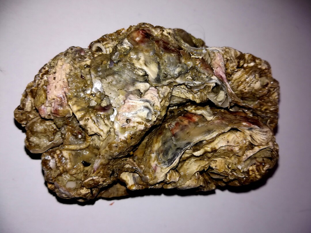 Fossil Shell of Sea Shellfish From the Aegean Sea, Marine Life Fossils ...