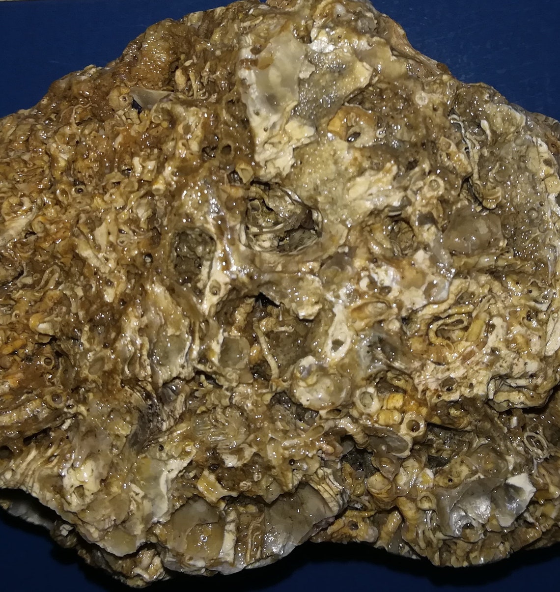 Fossil Shell of Sea Shellfish From the Aegean Sea, Marine Life Fossils ...